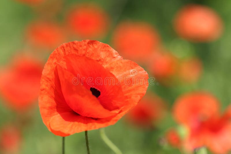 Red Poppy. Beautiful Flowers Bloom on the Terrace. Stock Photo - Image ...