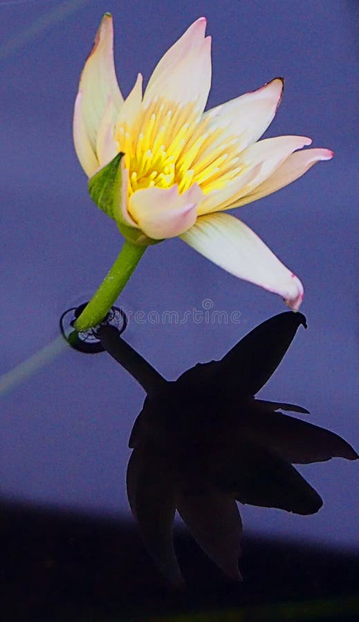 The Flower and Its Reflection Stock Photo - Image of reflection, leaf ...