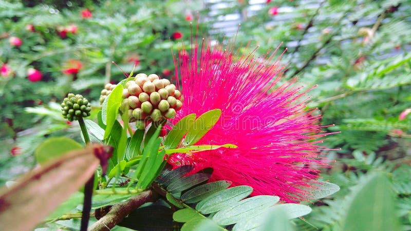 Patabahar Stock Photos - Free & Royalty-Free Stock Photos from Dreamstime