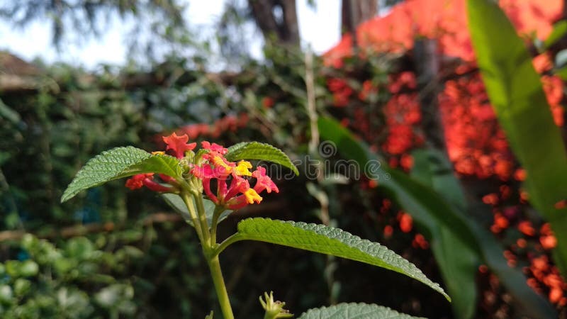 Flower stock photo. Image of flower, cotoful, smallflower - 135518966