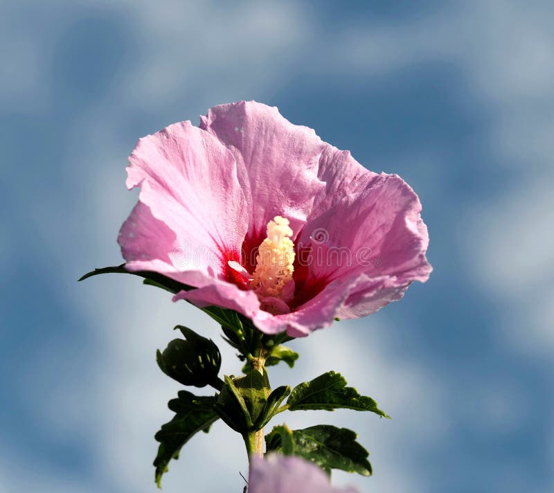 The Flower Itself in the Garden Stock Photo - Image of garden, summer ...