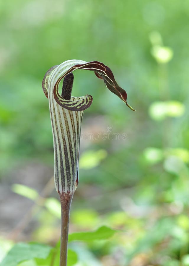 Jack-in-the-Pulpit stock image. Image of turnip, perennial - 14884459