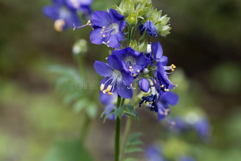 Polemonium Caeruleum Beautiful Flowers in Bloom, Wild Blue Flowering ...