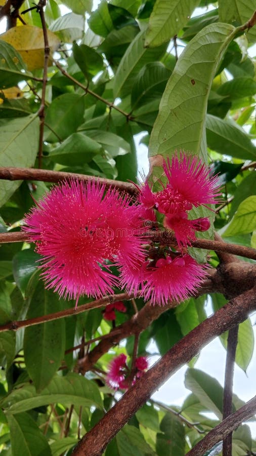 Flower of Jamaican jambu stock photo. Image of jambu - 264187014