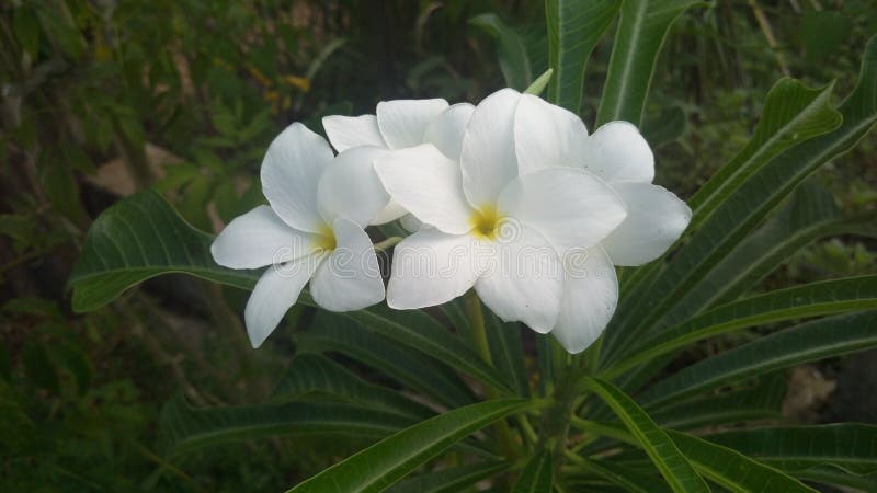 Sri Lanka: Araliya Flower, Temple Tree in the Water Stock Image - Image ...