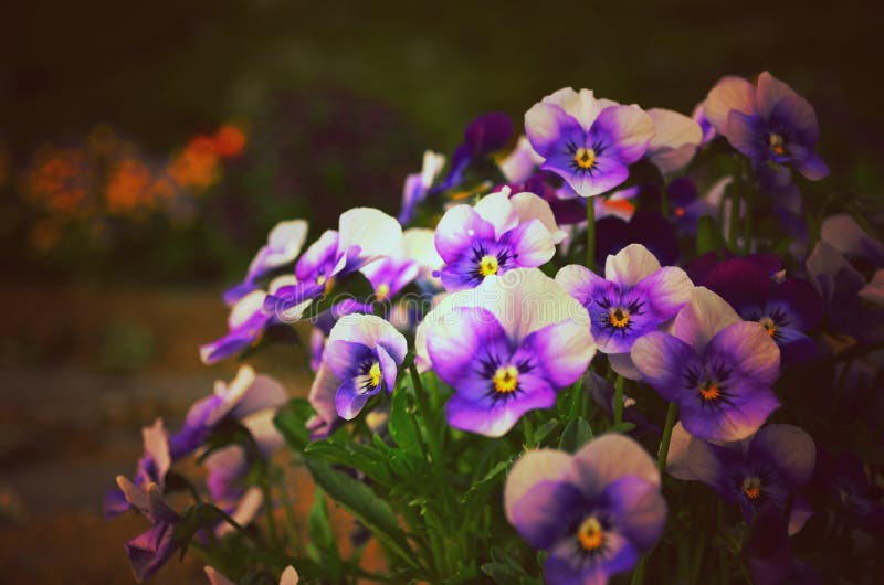 Flower in japan stock image. Image of cold, natural, retro - 42448781