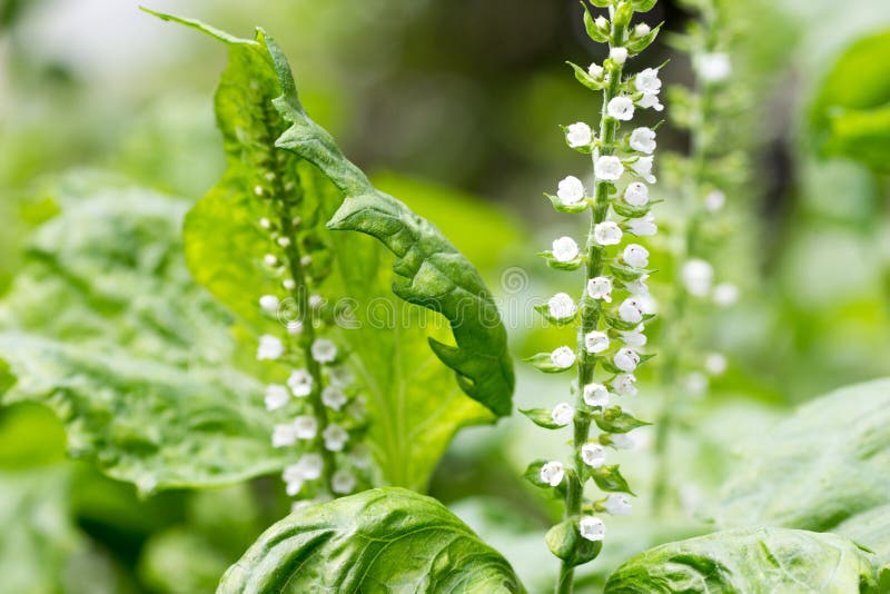 Flower of Japanese Basil Called Shiso Stock Photo - Image of healthy ...