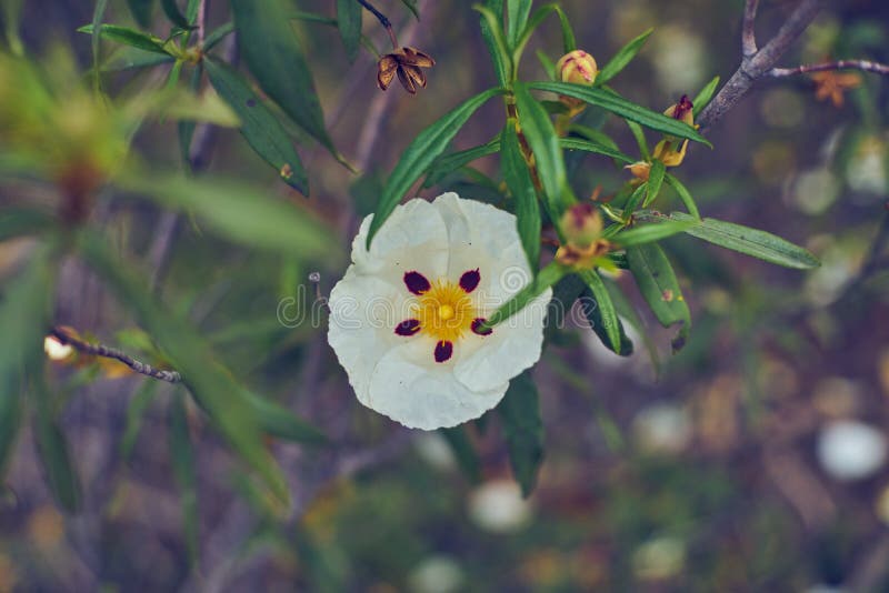 Pink Gum Bloom - Cistus Ladanifer in the Fields of Dehesa ExtremeÃ±a ...