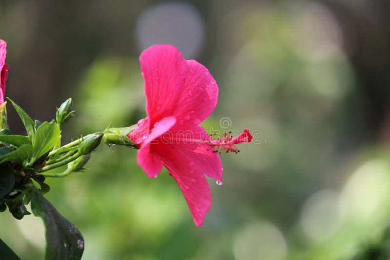 Jaswand flower stock image. Image of species, genus - 153221747