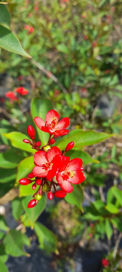 Flower Jatropha Integerrima Stock Photo - Image of jatropha ...