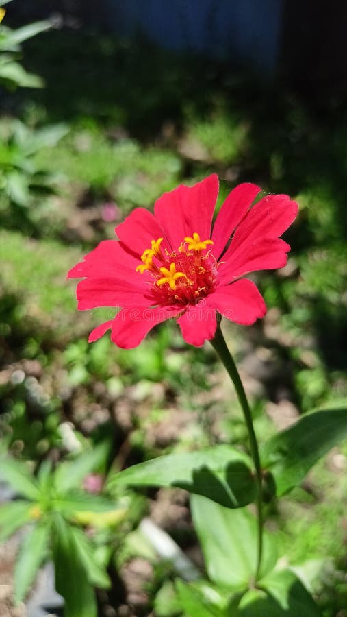 The Flower of Javanese Red Aster Stock Photo - Image of aster, flower: 230025942