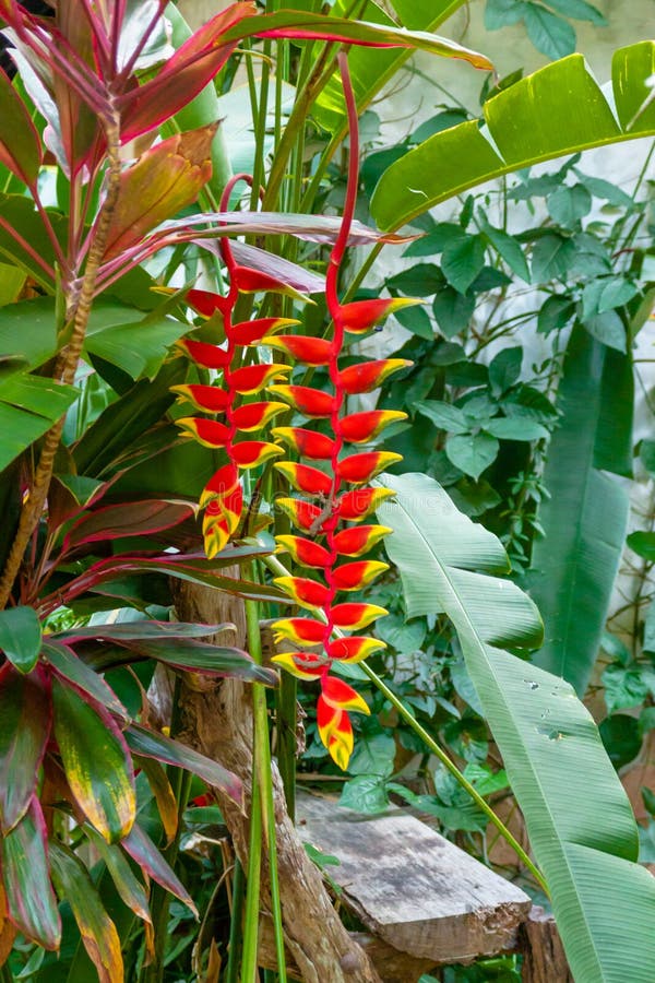 Flower in the jungle stock image. Image of island, landscape - 95602009