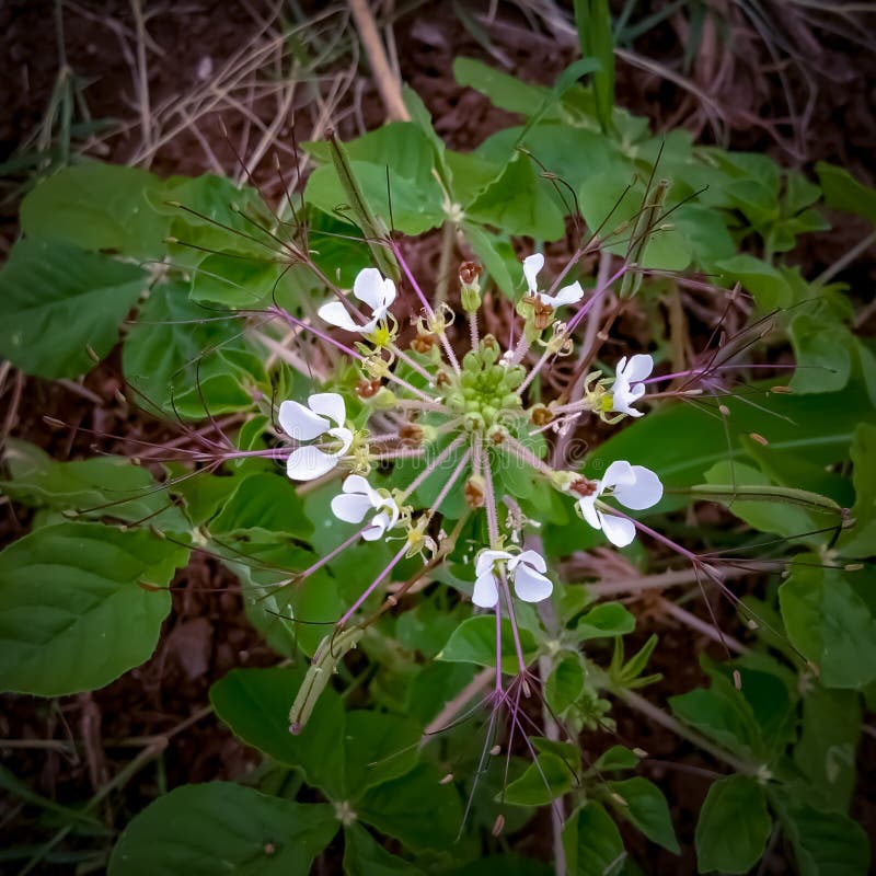 Flower, jungle , herb stock image. Image of shrub, forest - 192541165