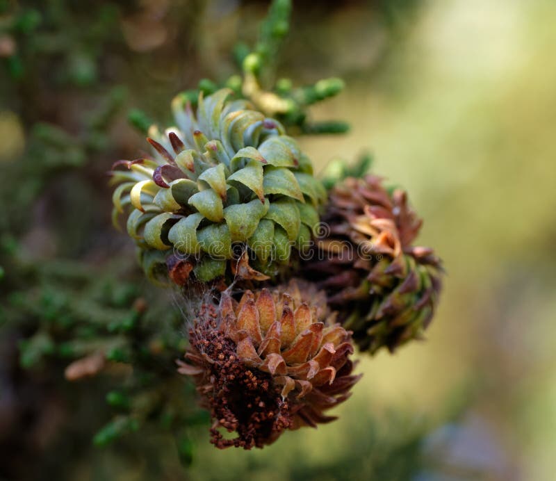 Juniper flower stock photo. Image of juniper, outdoors - 191727482