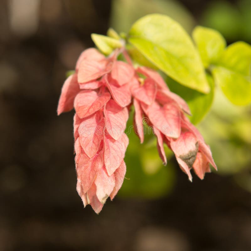 Flower Justicia Beloperone stock photo. Image of pistil - 171437322