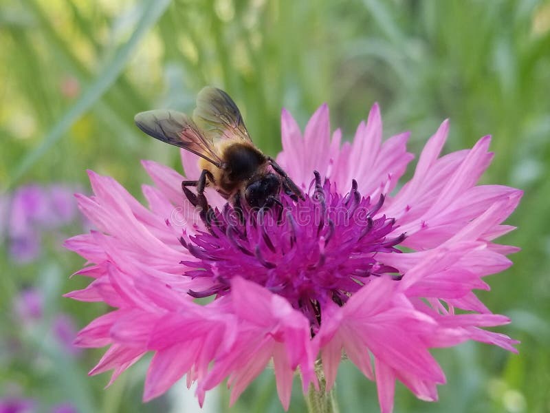 Flower 4K ultra Hd stock image. Image of lovely, beautiful - 181068239