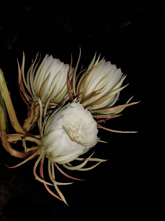 Kadupul Flower White Colour Stock Photo - Image of carving, sculpture ...