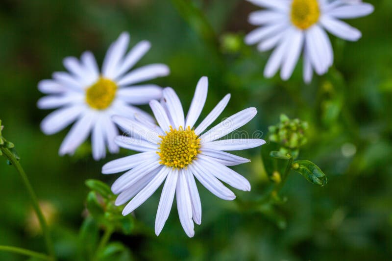 Flower of a Kalimeris Lautureana Plant Stock Photo - Image of natural ...