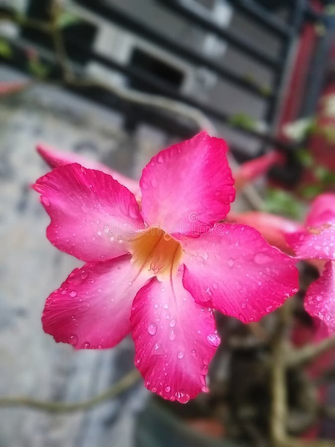 Flower Kamboja Red stock photo. Image of blossom, lilac - 311350102