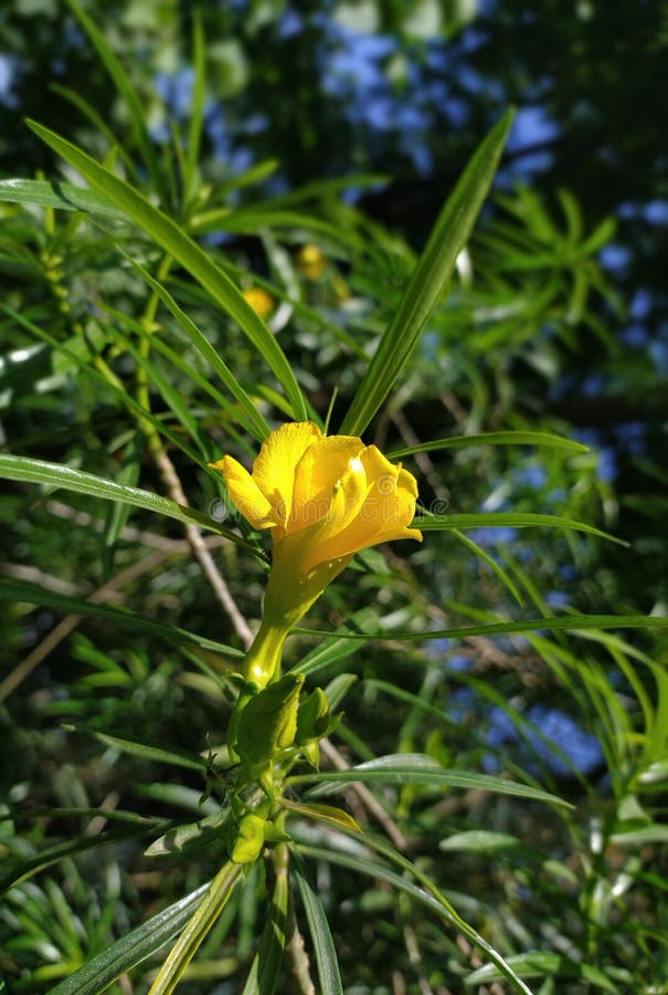 Flower of kanel stock image. Image of plant, prairie - 185491155