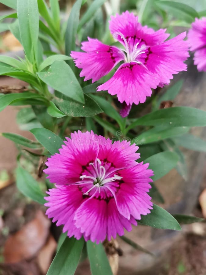 Kaneshan Stock Photos - Free & Royalty-Free Stock Photos from Dreamstime