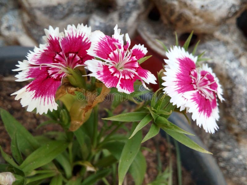 Kapuru is sri lanka flower stock photo. Image of color - 117893916