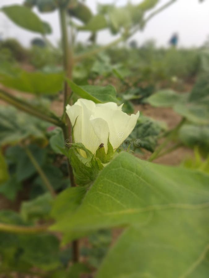 Kapus Tree Stock Photos - Free & Royalty-Free Stock Photos from Dreamstime