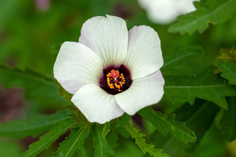 Flower of Kenaf, Hibiscus Cannabinus Stock Photo - Image of health ...