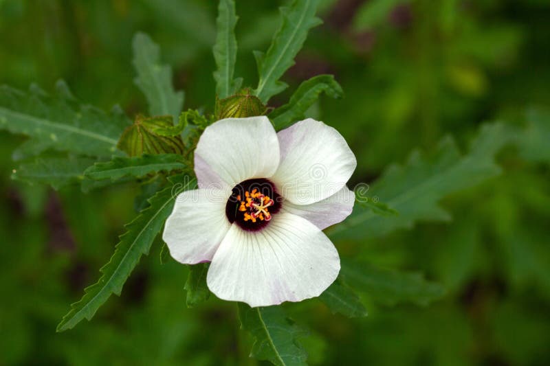 Flower of Kenaf, Hibiscus Cannabinus Stock Image - Image of floral ...