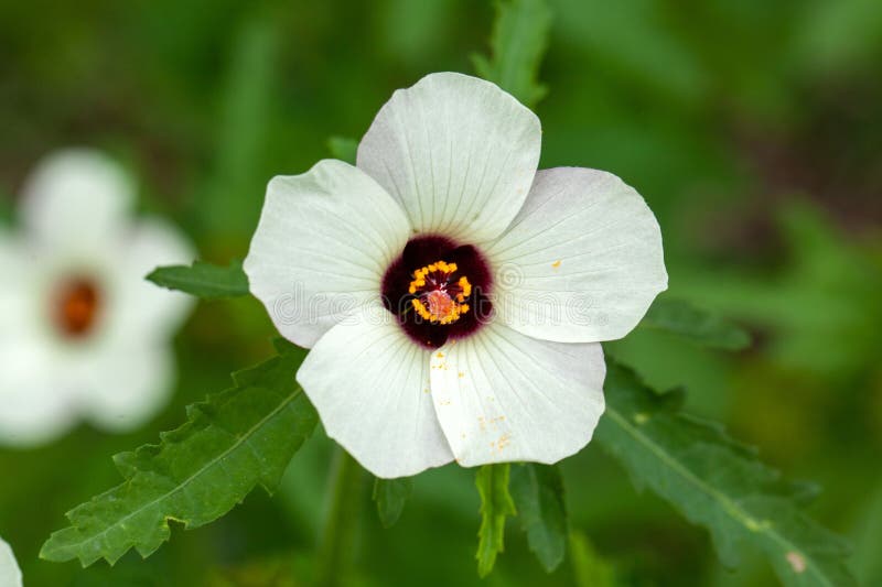 Flower of Kenaf, Hibiscus Cannabinus Stock Photo - Image of field ...