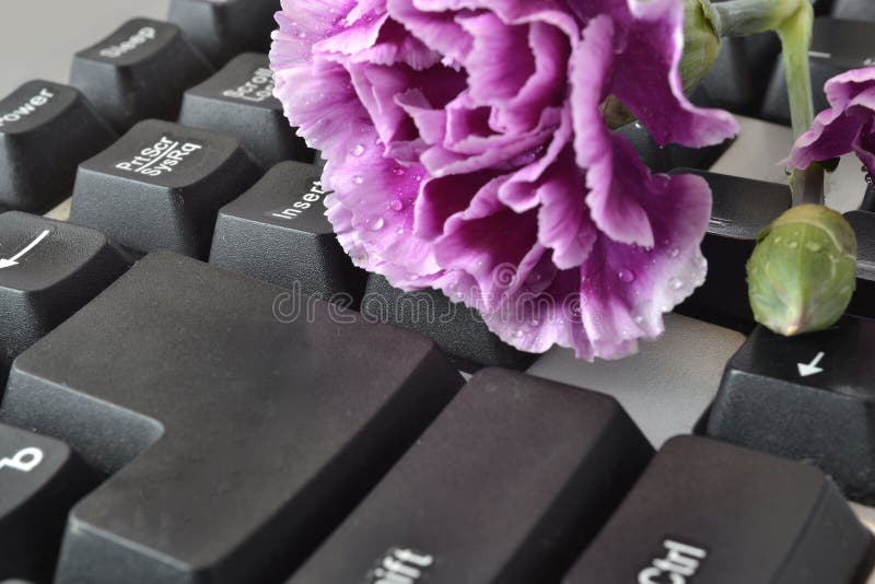 Flower on the keyboard stock photo. Image of technology - 22807204