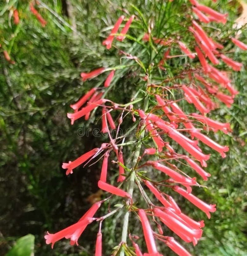 Flower Known As Red Coral Flower. Stock Image - Image of shrub, leaf ...