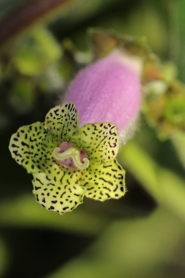 Flower of Kohleria Digitaliflora Stock Image - Image of digitaliflora ...