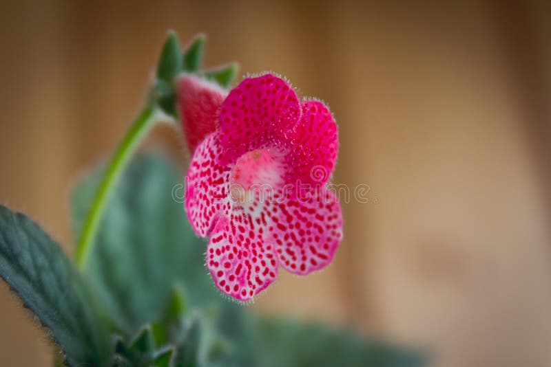 Kohleria stock photo. Image of tidea, watering, growing - 78187140