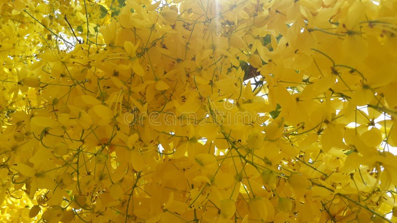 Flower koon stock photo. Image of tree, flower, yellow - 52441540