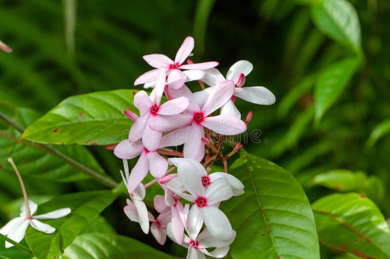 Flower of a Kopsia Fruticosa Stock Image - Image of green, flower ...