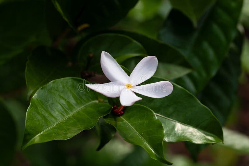 Flower of a Kopsia Rosea Tree Stock Image - Image of white, beautiful ...