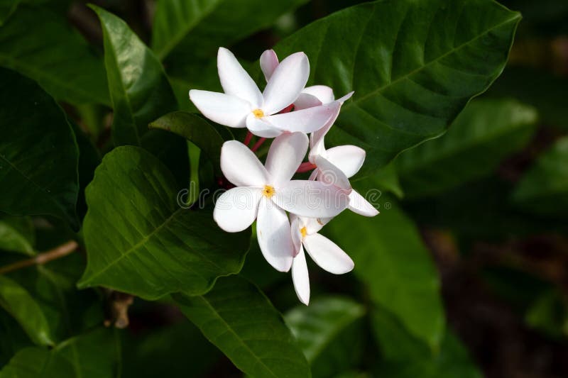 Flower of a Kopsia Rosea Tree Stock Photo - Image of shrub, sunshine ...