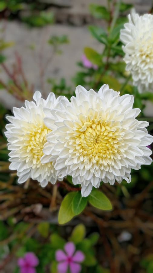 Flower Krisan Tropical Flower Stock Image - Image of dahlia, sunflower ...