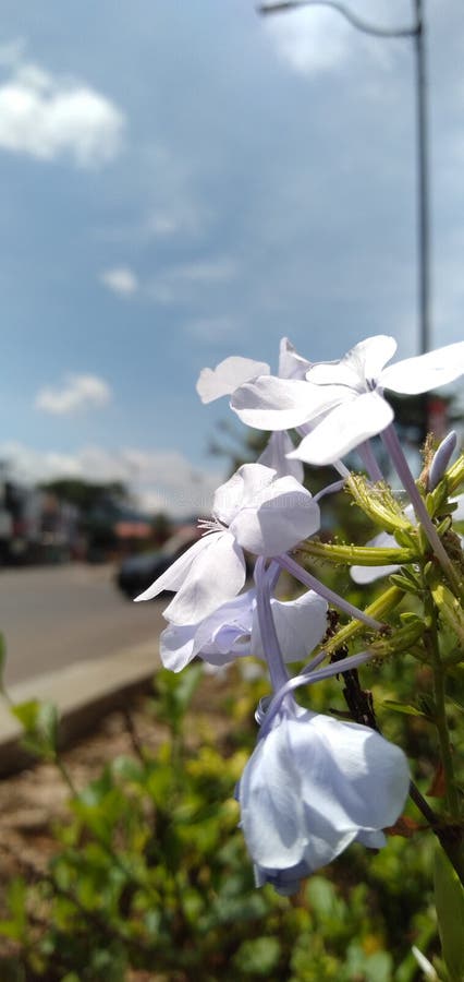 Flower in Kuningan West Java Stock Image - Image of tree, wildflower ...