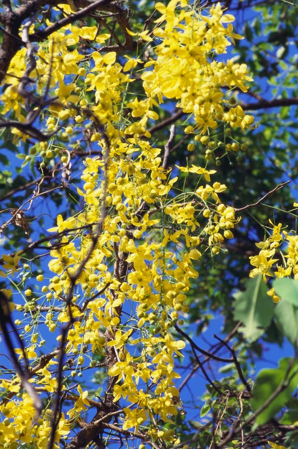 Laburnum Flowering Tree or Golden Chain or Golden Rain Stock Image ...