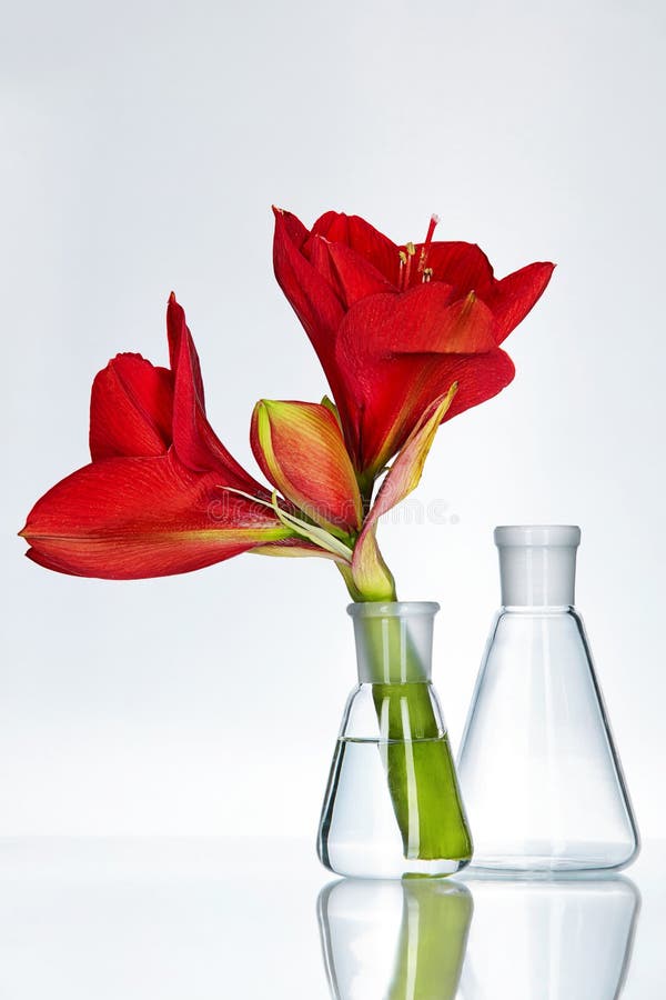 Flower in Laboratory Glass stock photo. Image of laboratory - 117446448