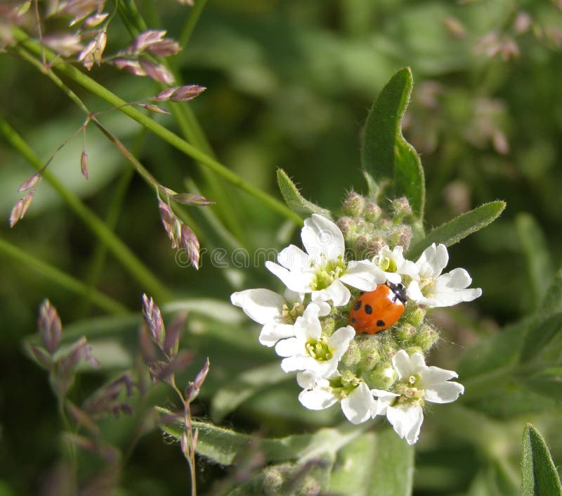 Flower And Ladybird Picture. Image: 2786074