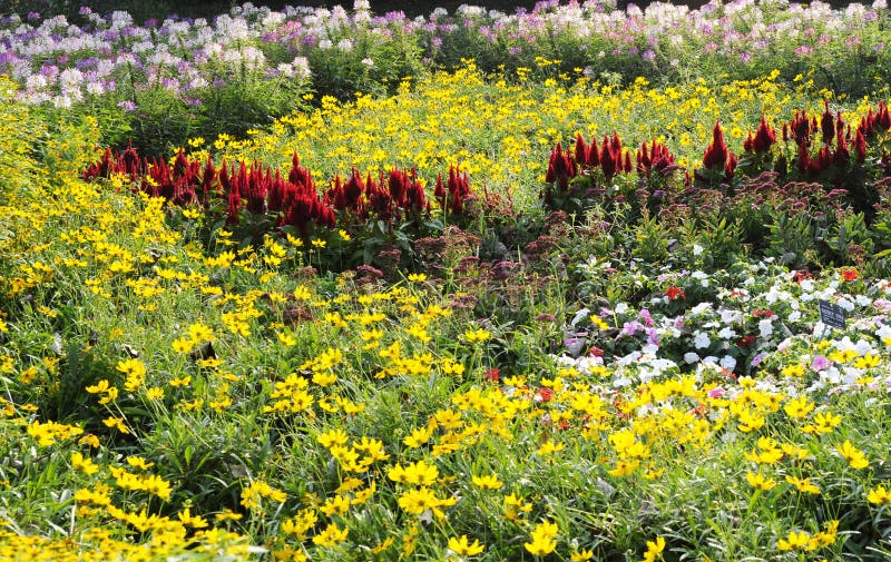 Flower land stock photo. Image of scenery, gardening, plant - 6587858