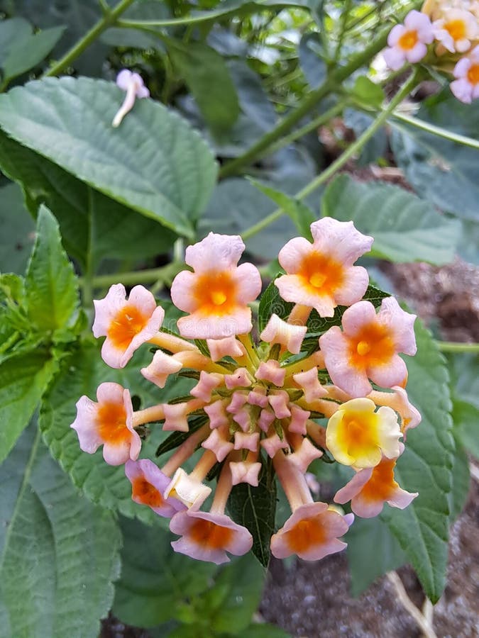 Flower of lantana stock image. Image of nature, flora - 278762821