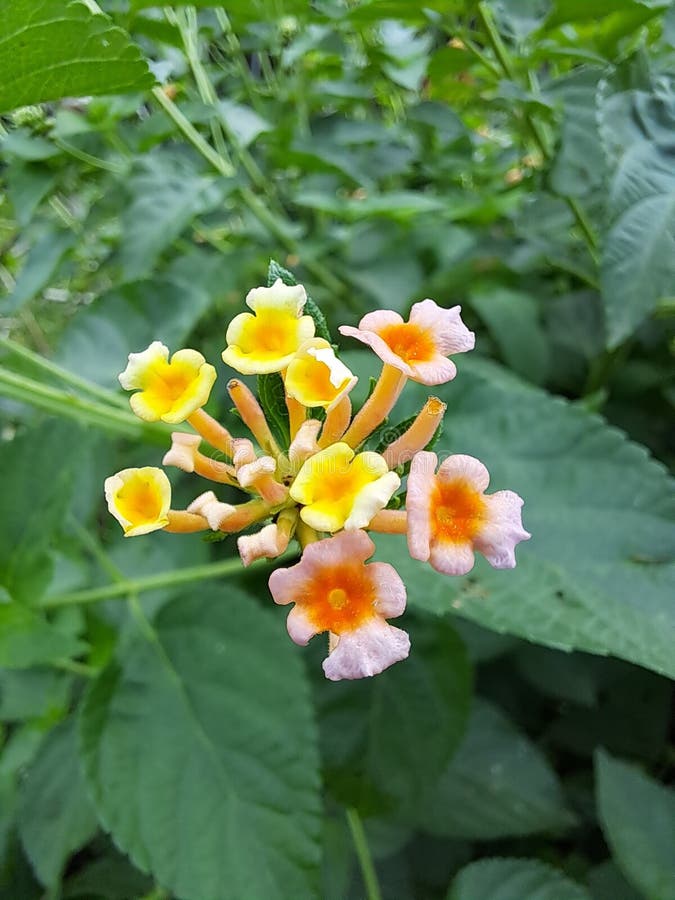 Flower of lantana stock image. Image of flora, lantan - 278762111
