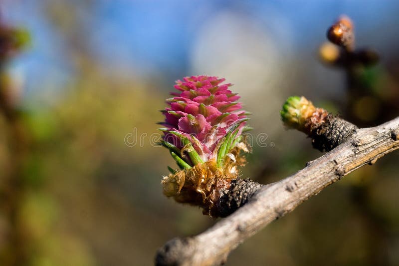 Flower larch stock photo. Image of twig, coniferous, female - 88940998