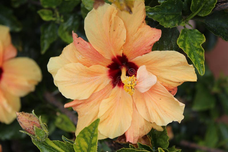 The flower stock photo. Image of tropical, radiant, flower - 85381406