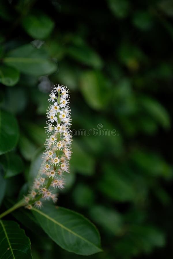Flower Laurier Cerise Plant beside Tree Leaves Stock Image - Image of ...