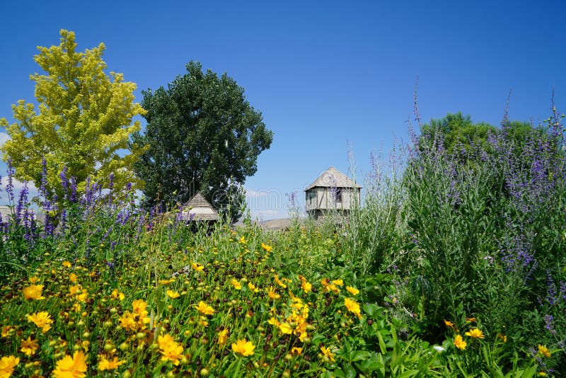 Flower and Lavender Fields stock photo. Image of clouds - 168440912